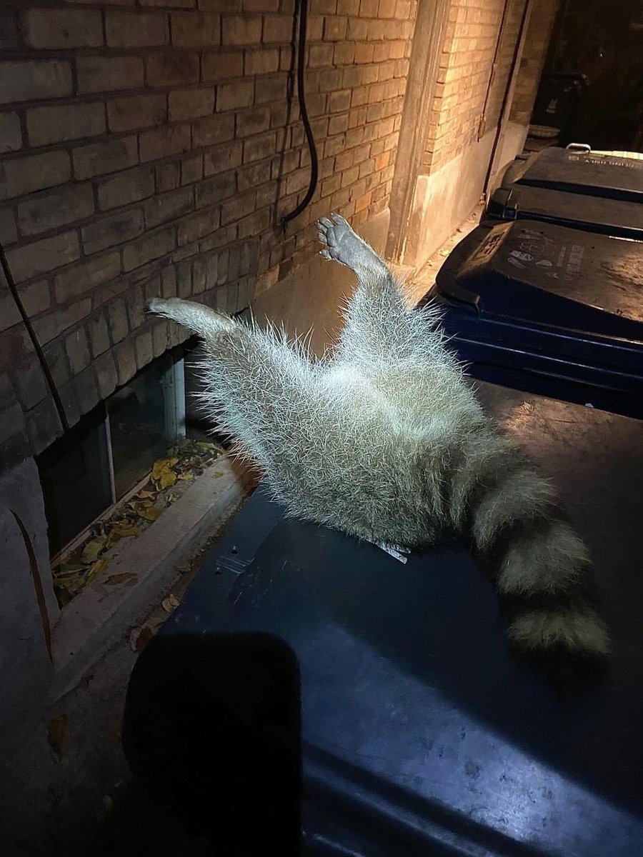 #3139846 - safe, artist:t72b, oc, oc:bandy cyoot, hybrid, pony, raccoon ...