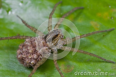 #437324 - dead source, grimdark, artist:aeonocean, pinkie pie, spider ...